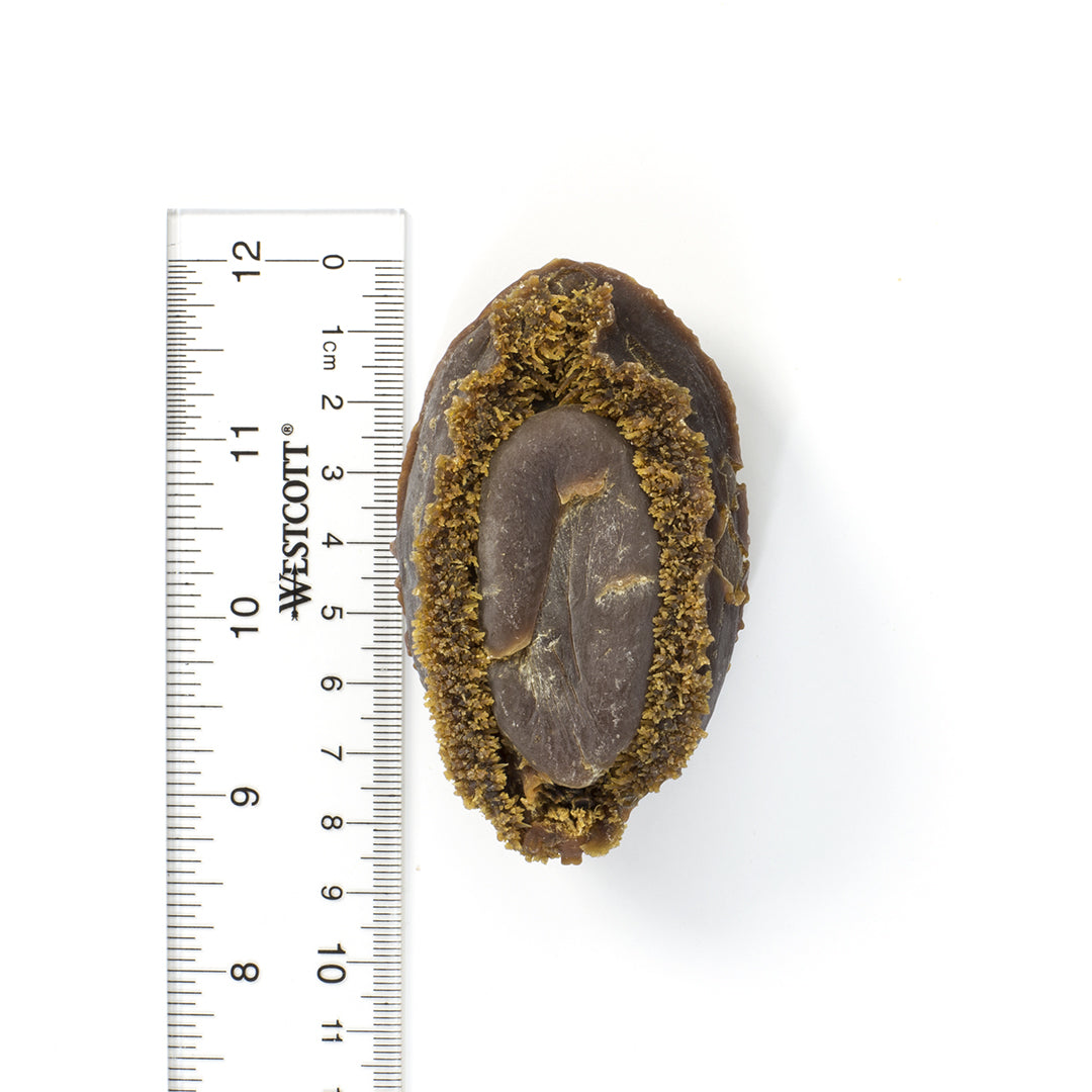 Dried Abalone | Wing Hop Fung 永合豐