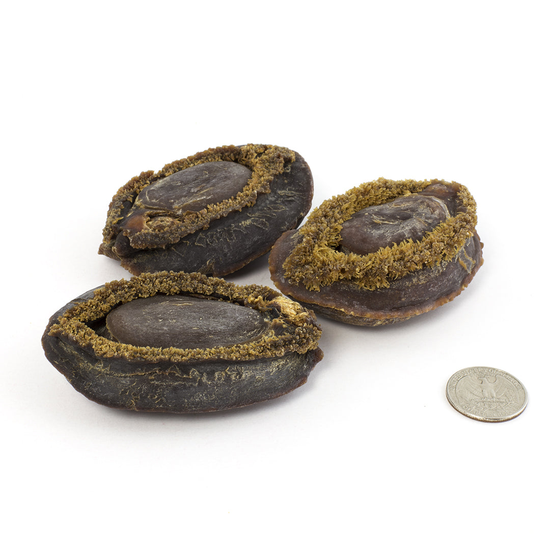 Dried Abalone | Wing Hop Fung 永合豐