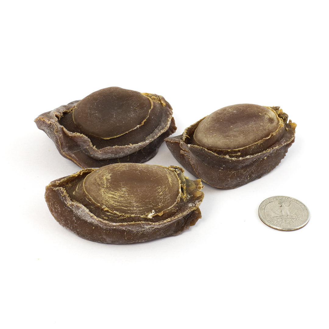 Dried Abalone | Wing Hop Fung 永合豐